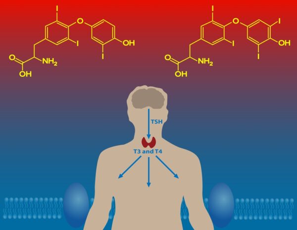Male Thyroid Problems: Common Signs and Symptoms You Shouldn't Ignore ...